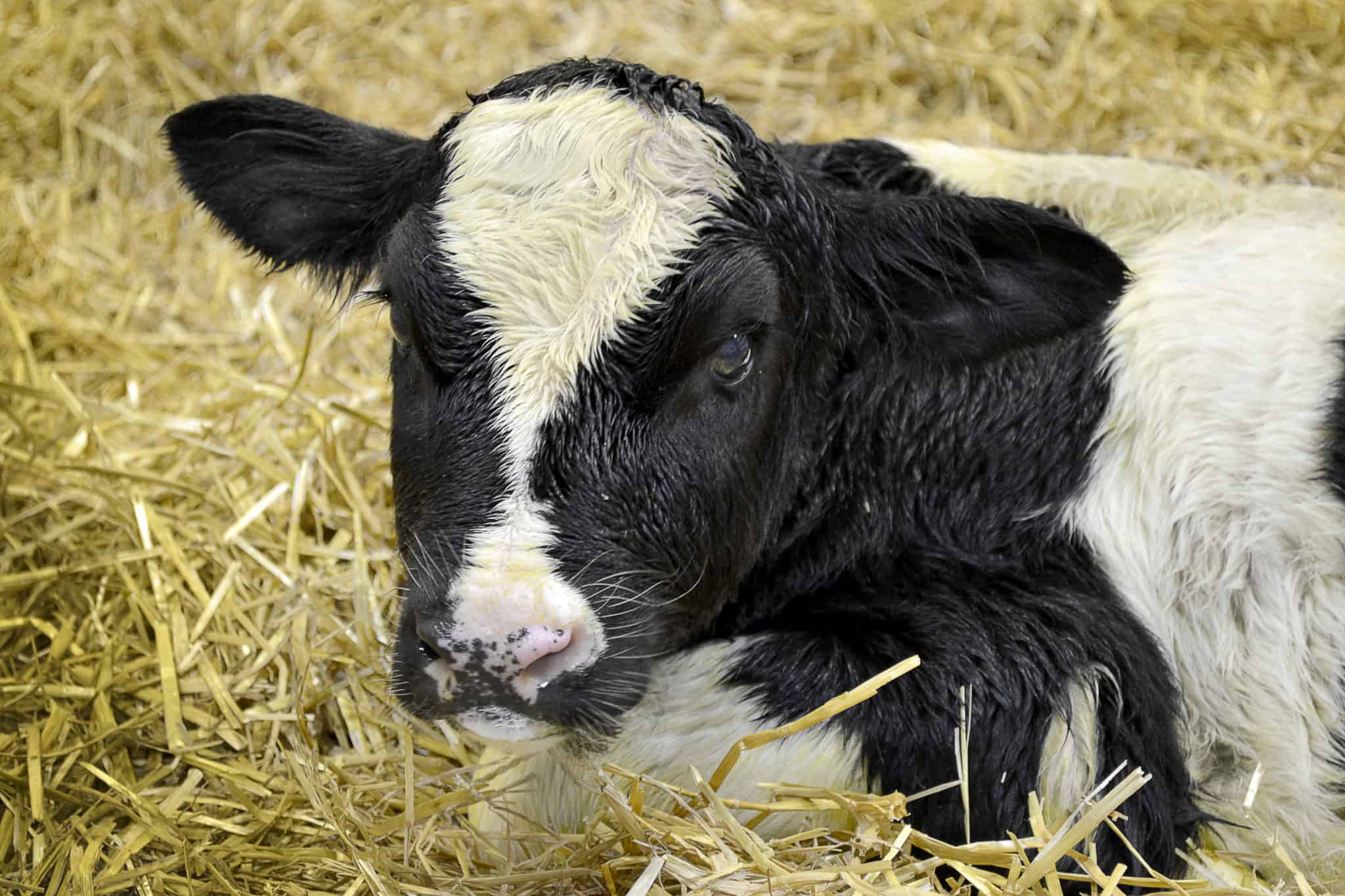 Indiana's Dairy Farms - Travel Indiana