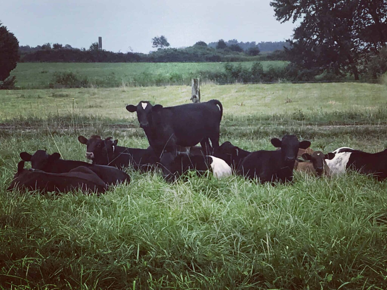 Indiana's Dairy Farms - Travel Indiana