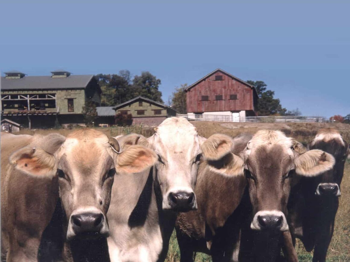 Indiana's Dairy Farms - Travel Indiana