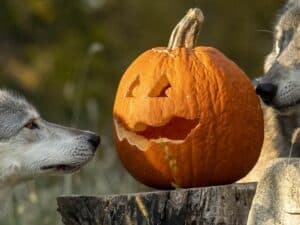 Explore Small-Town Charm in Brookston Indiana - Travel Indiana