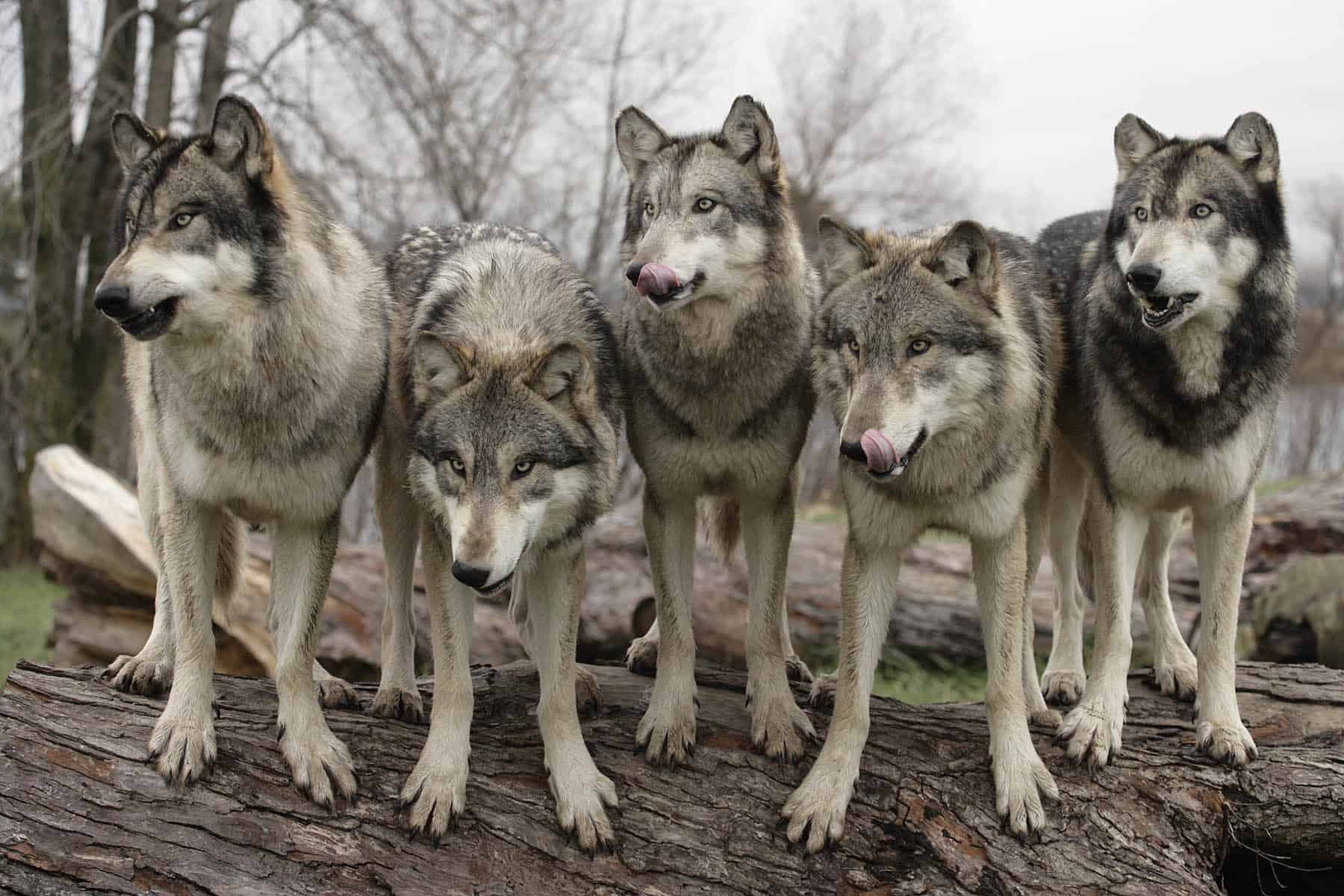 Animal Adventures - Travel Indiana