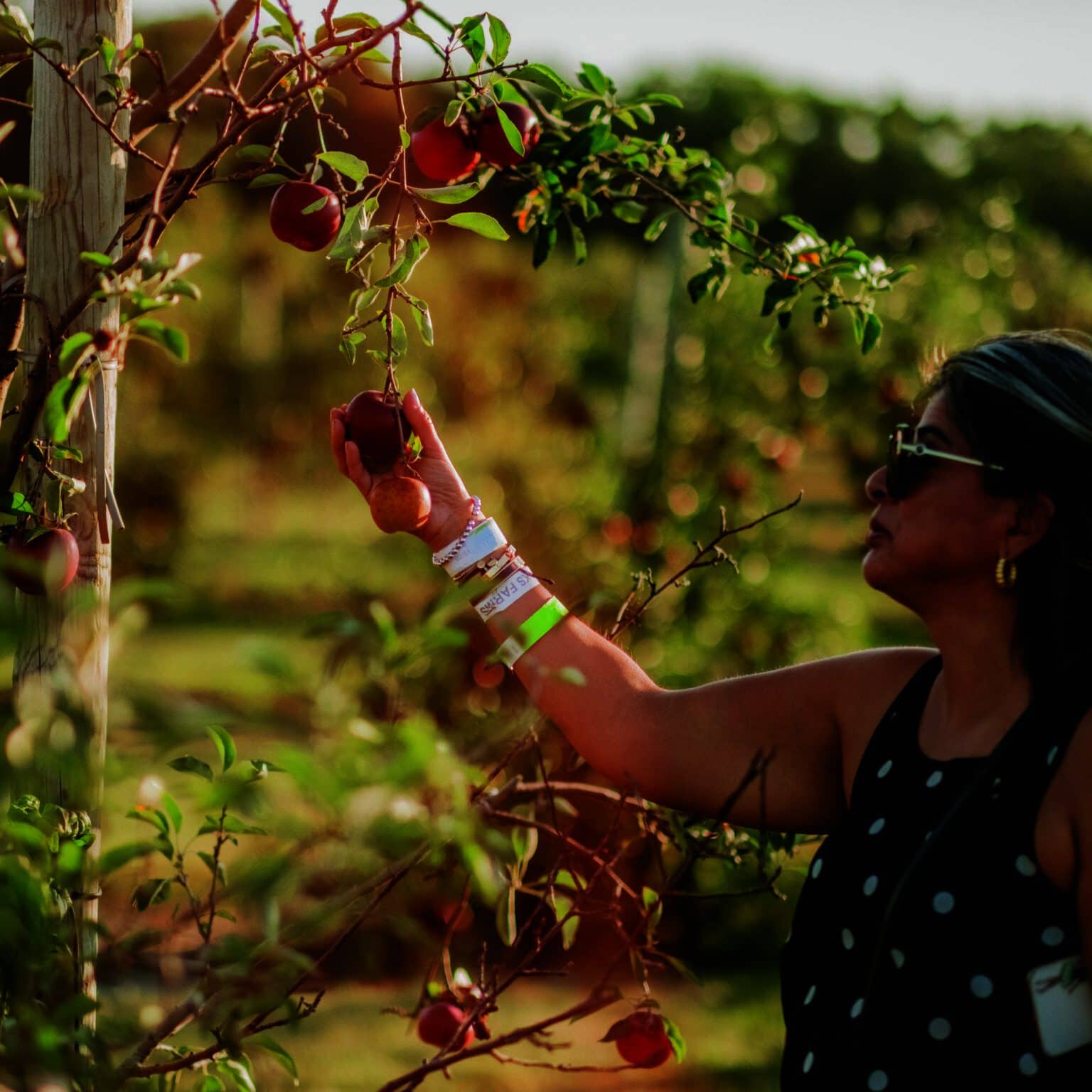 Fair Oaks Farms Staycation Itinerary - Travel Indiana