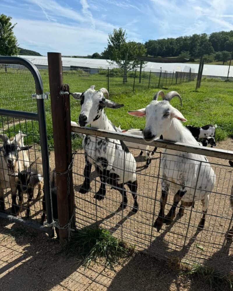 Goats Now at Wilstem Wildlife Park - Travel Indiana